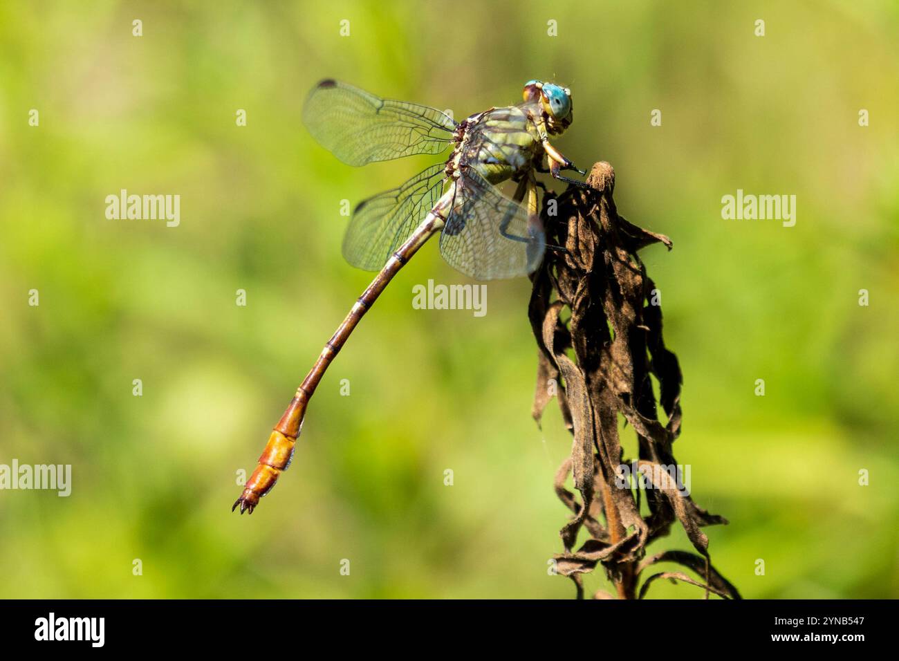 Stylurus plagiatus hi-res stock photography and images - Alamy