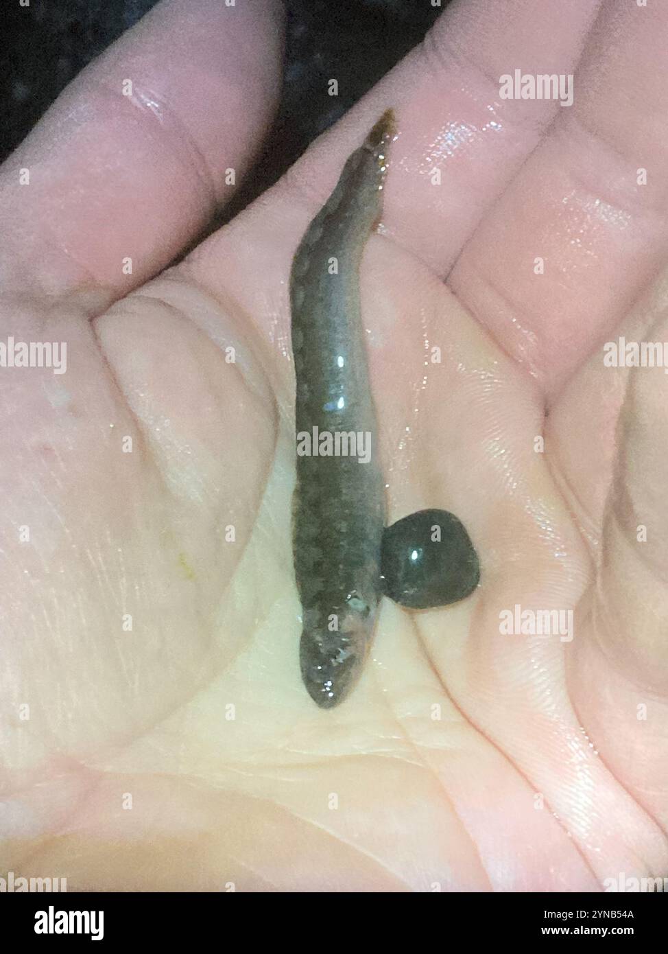 High Cockscomb (Anoplarchus purpurescens Stock Photo - Alamy