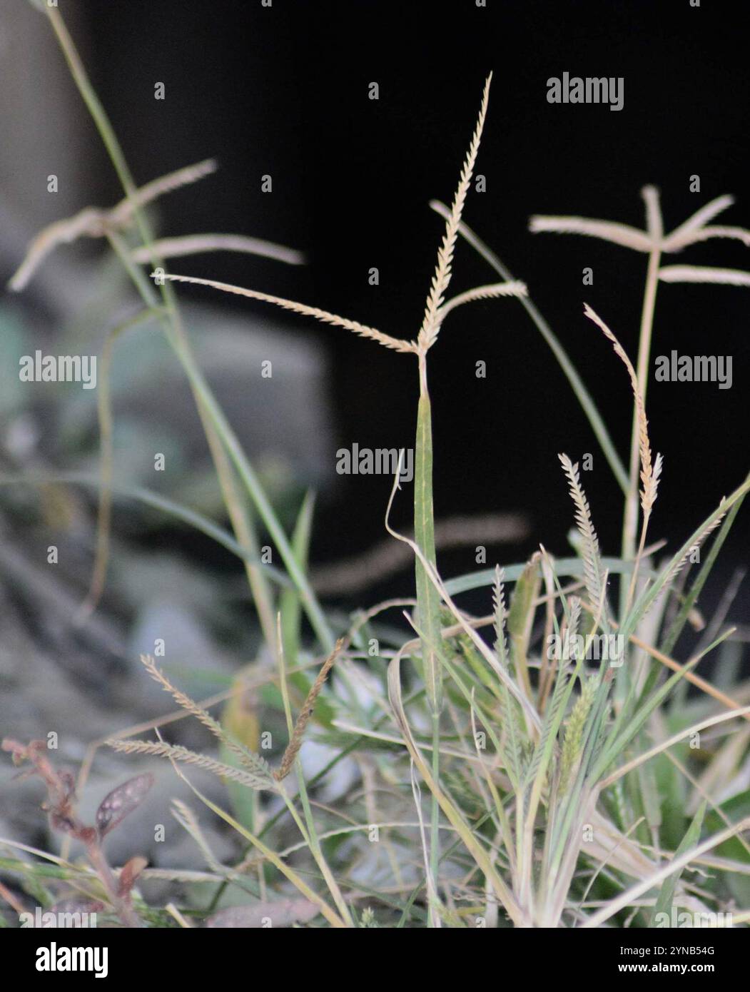 Goose Grass (Eleusine indica Stock Photo - Alamy