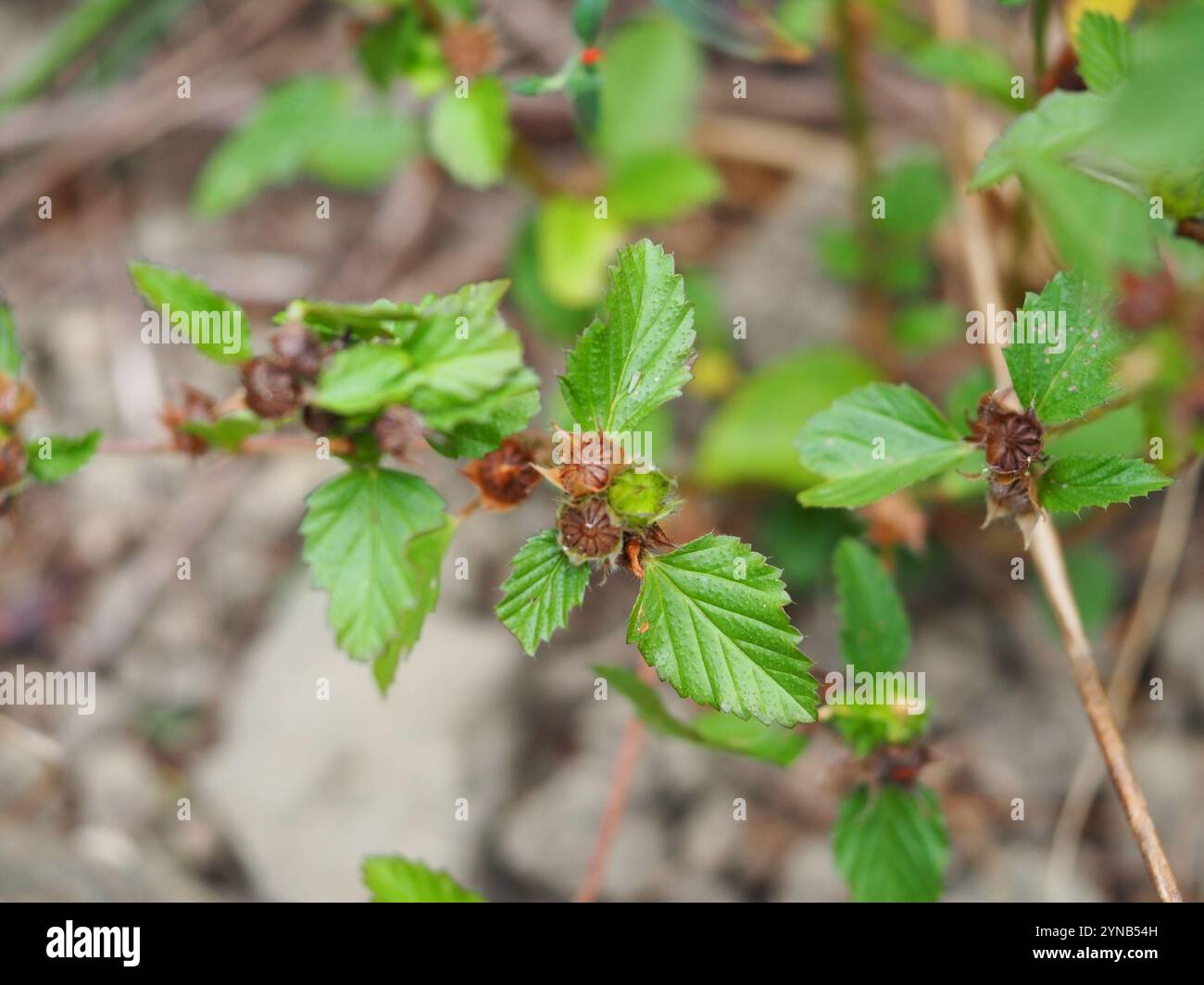 three-lobe false mallow (Malvastrum coromandelianum Stock Photo - Alamy