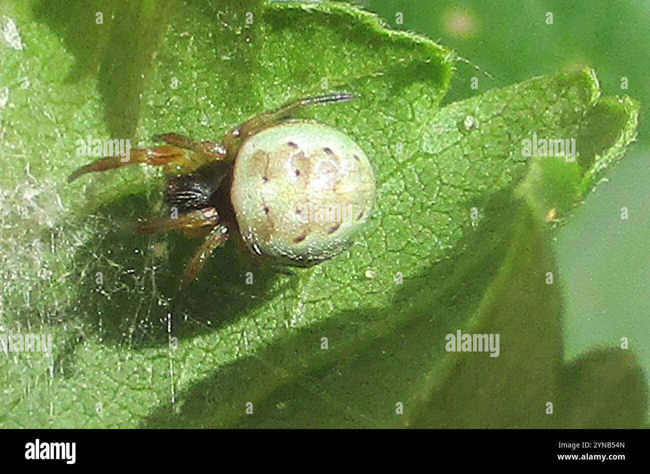Green-pea Spider (Araneus apricus Stock Photo - Alamy