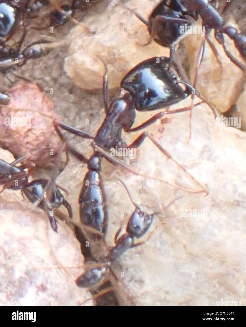 Typical Driver Ants (Dorylus nigricans Stock Photo - Alamy