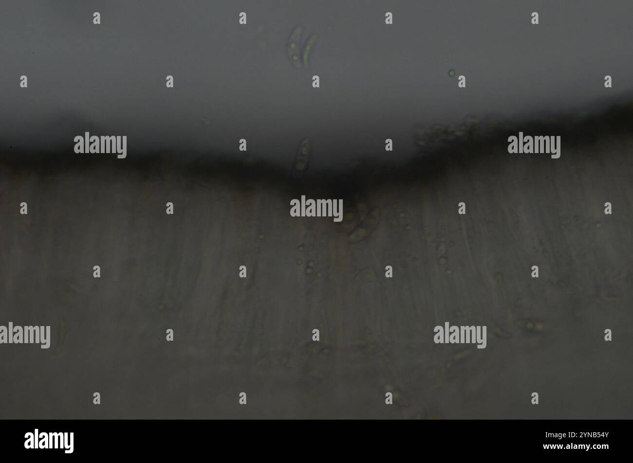 Multicolored Dot Lichen (Cliostomum griffithii Stock Photo - Alamy