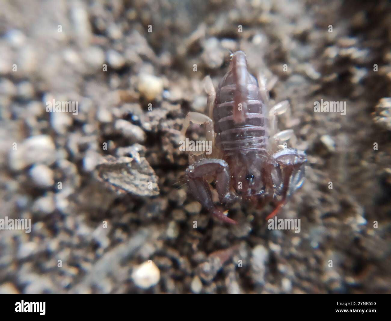 Small Wood-scorpions (Euscorpius Stock Photo - Alamy