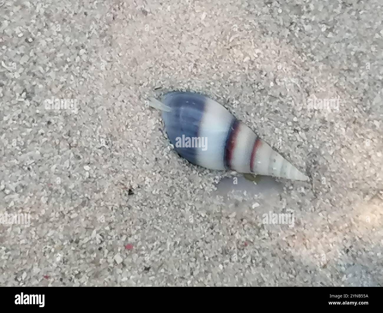 Agulhas Ploughshell (Bullia digitalis Stock Photo - Alamy