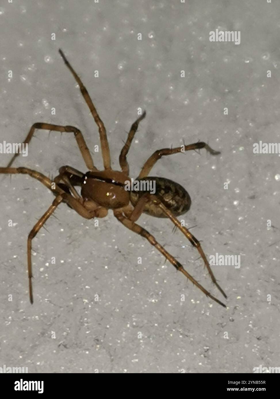 Horse-Head Spider (Stemonyphantes lineatus Stock Photo - Alamy