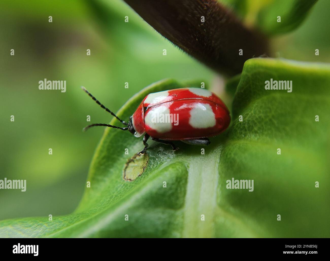 Alagoasa hi-res stock photography and images - Alamy