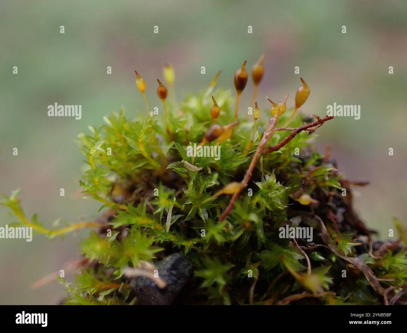 Common Pottia (Tortula truncata Stock Photo - Alamy