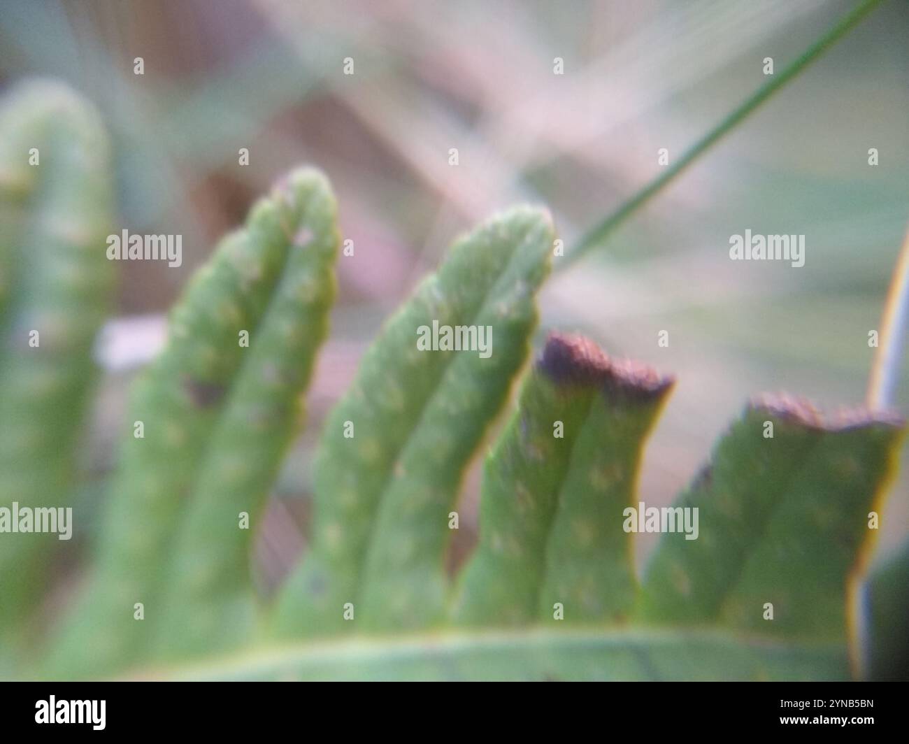 common polypody (Polypodium vulgare Stock Photo - Alamy