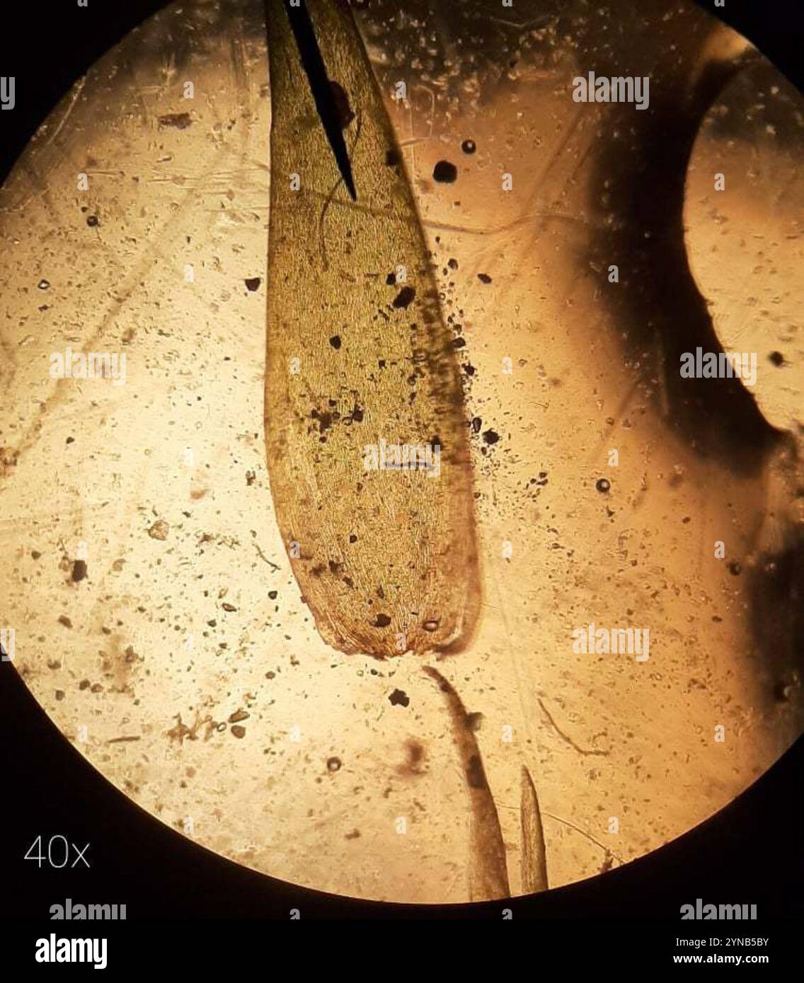 Fontinalis antipyretica willow moss hi-res stock photography and images ...