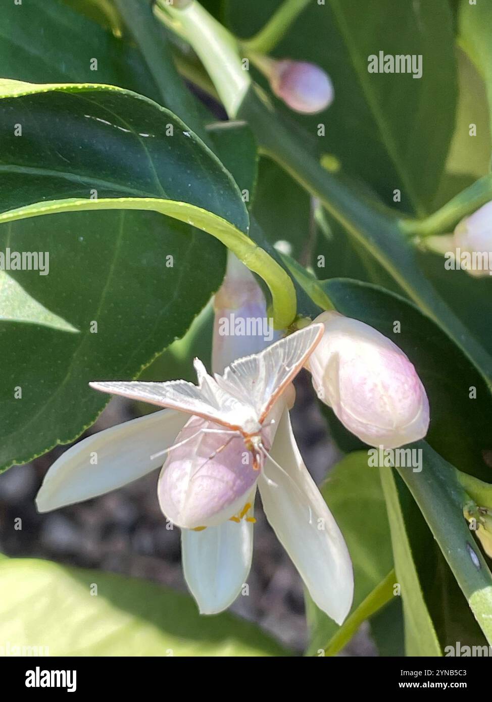 Four-spotted Palpita Moth (Palpita quadristigmalis Stock Photo - Alamy
