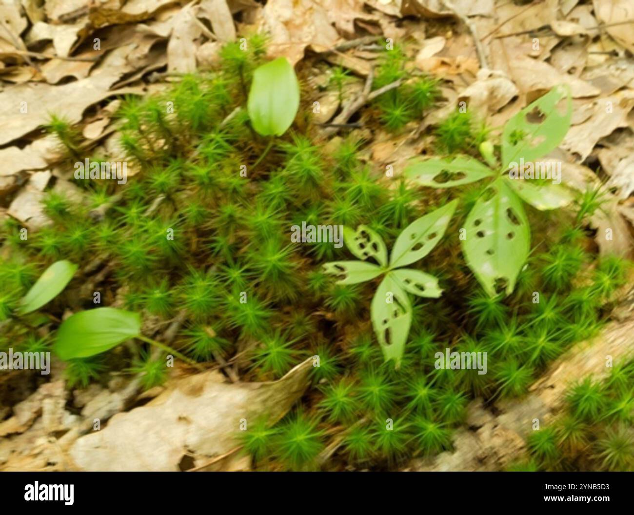 northern starflower (Lysimachia borealis Stock Photo - Alamy