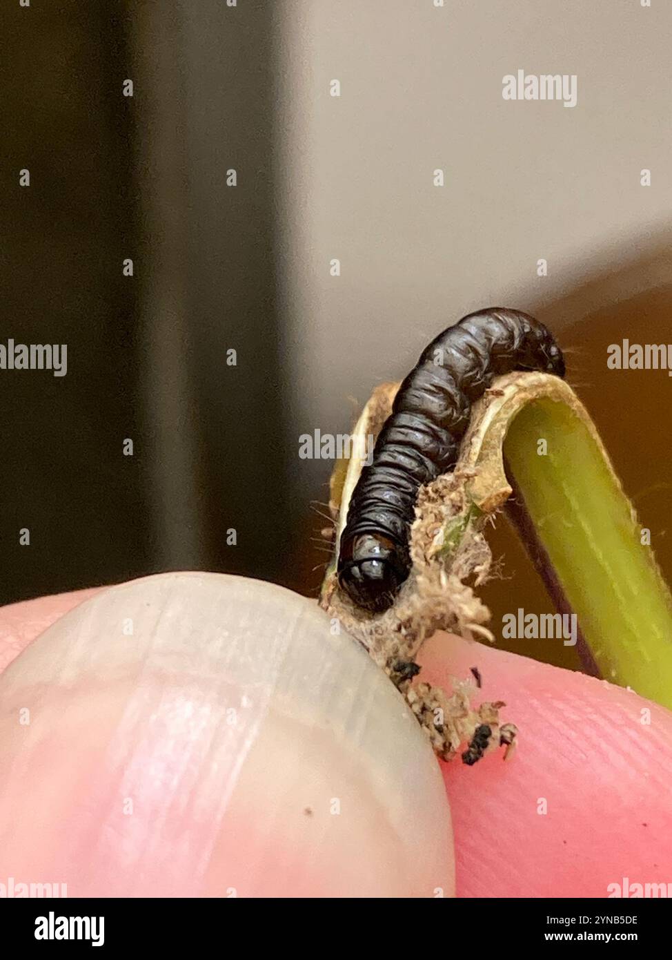 Amazon Queen Moth (Penthesilea difficilis Stock Photo - Alamy