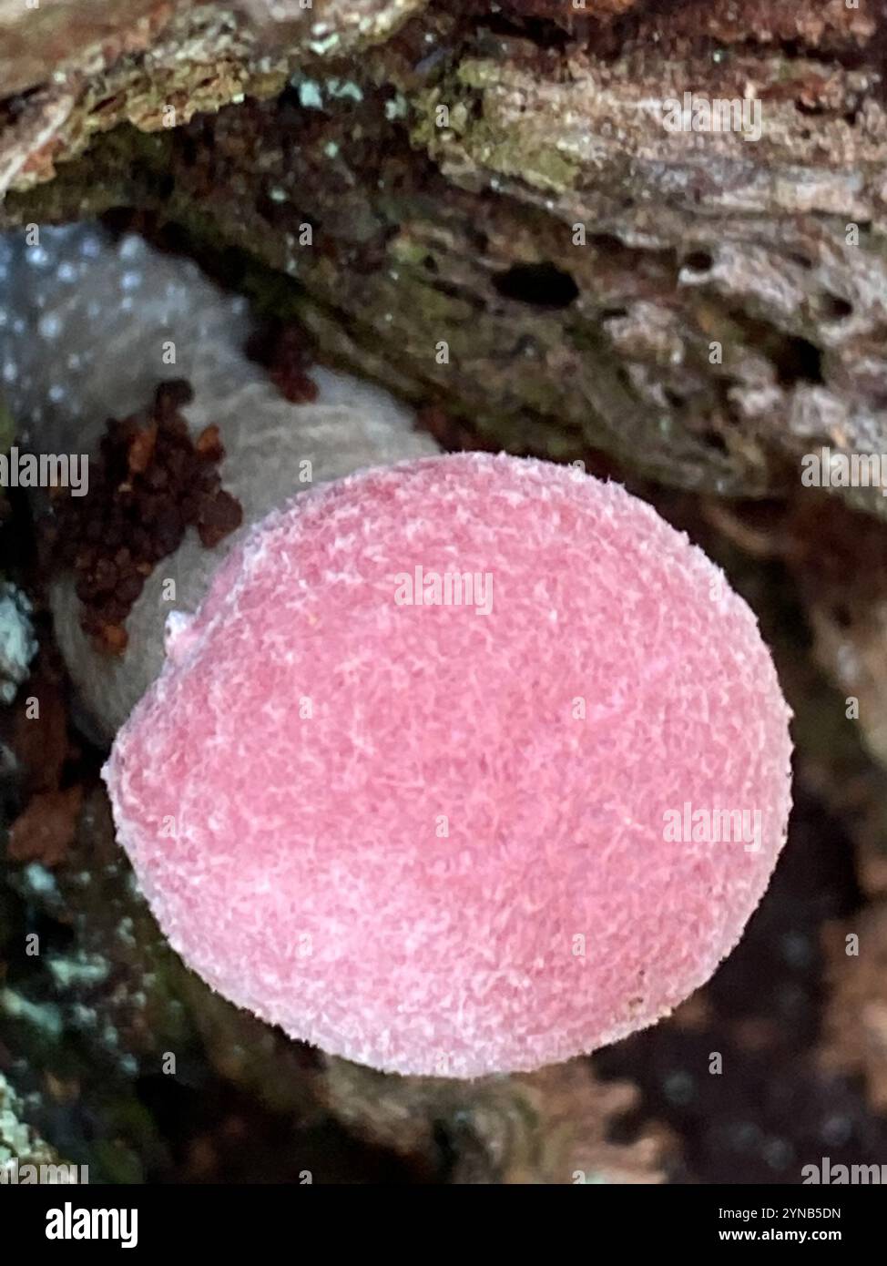 Boletellus hi-res stock photography and images - Alamy