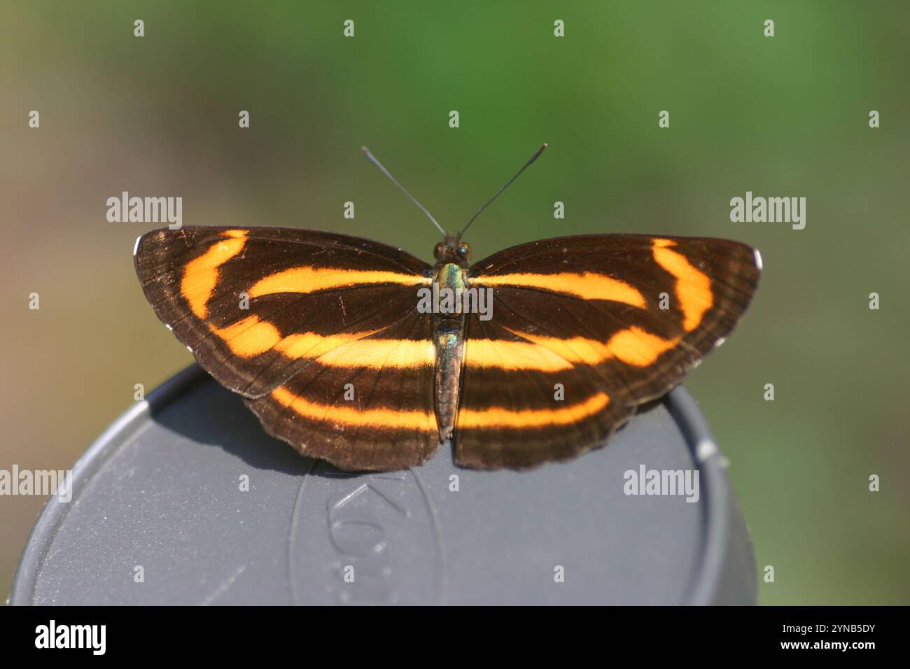 Small Yellow Sailer (Neptis miah Stock Photo - Alamy