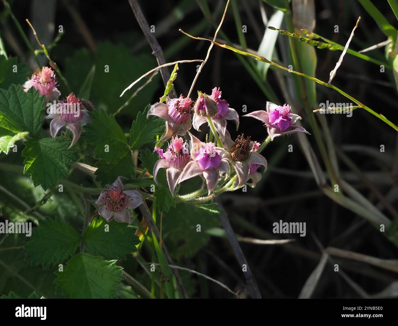 small-leaf bramble (Rubus parvifolius Stock Photo - Alamy