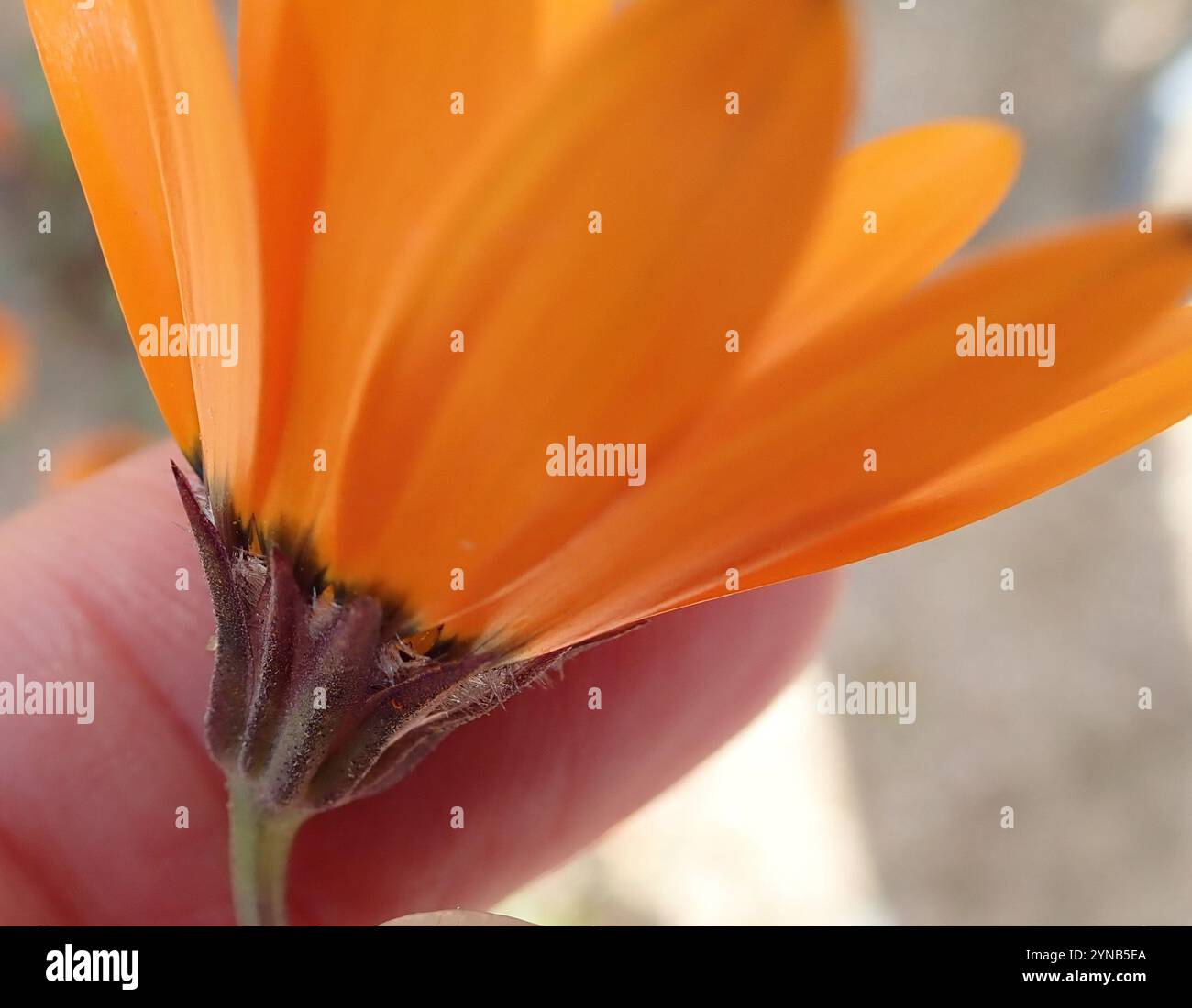 Cape marigold (Dimorphotheca sinuata Stock Photo - Alamy
