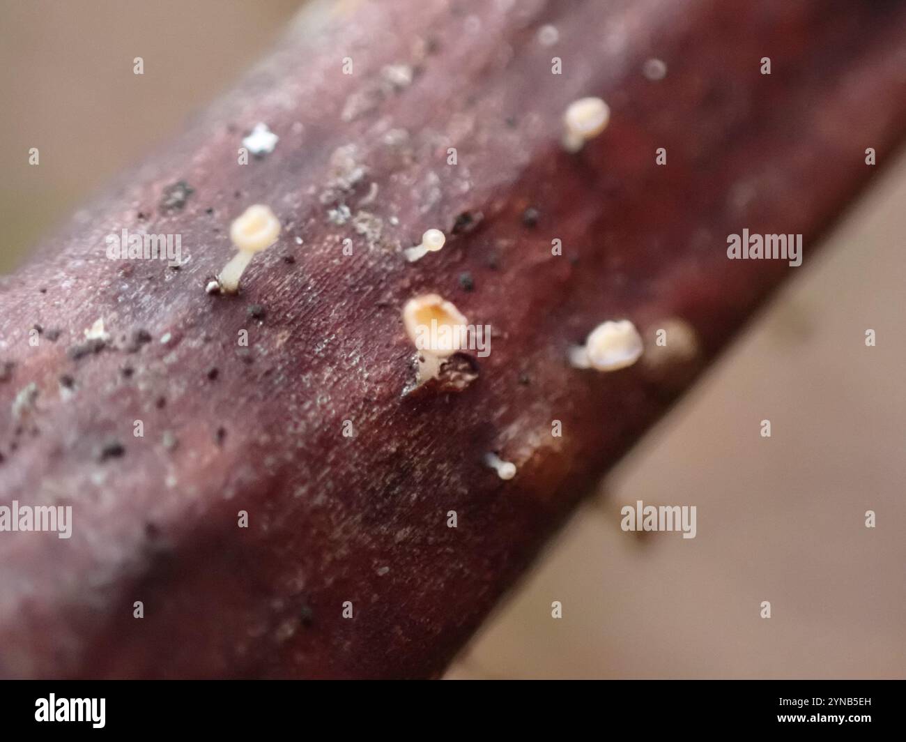 Operculate hi-res stock photography and images - Alamy