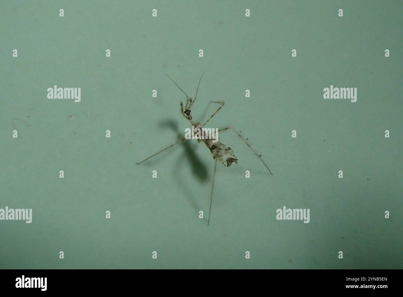 Spider Assassin Bugs (Stenolemus Stock Photo - Alamy