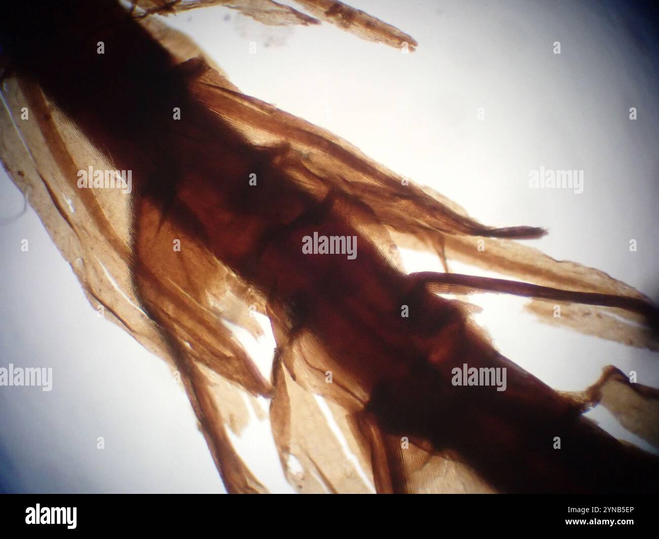 Streamside Leptodictyum Moss (Leptodictyum riparium Stock Photo - Alamy