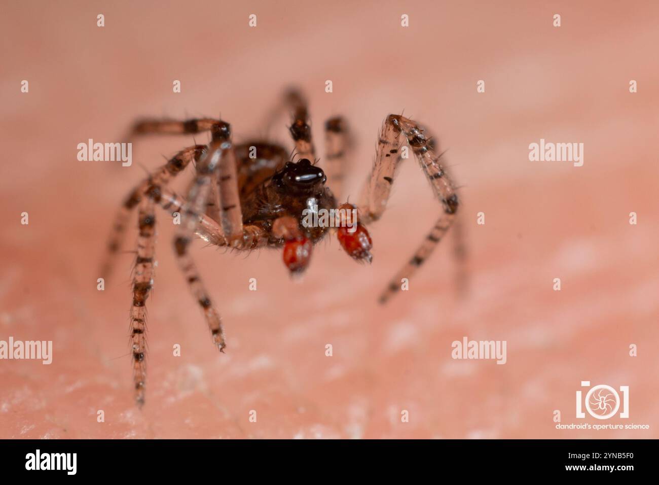 Ant-eating Spiders (Euryopis Stock Photo - Alamy