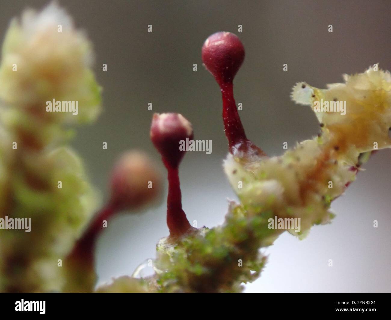 Trichia botrytis hi-res stock photography and images - Alamy