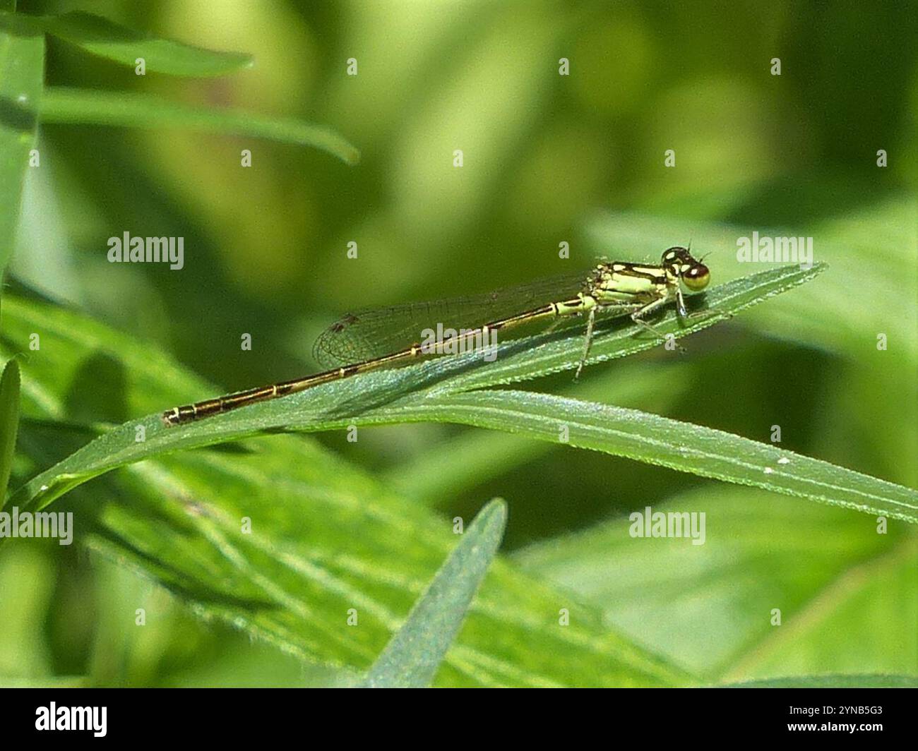 Fragile Forktail (Ischnura posita Stock Photo - Alamy