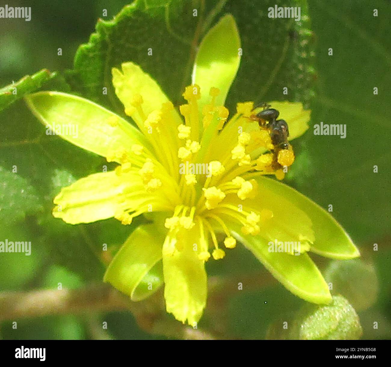 Stingless Bees (Meliponini Stock Photo - Alamy