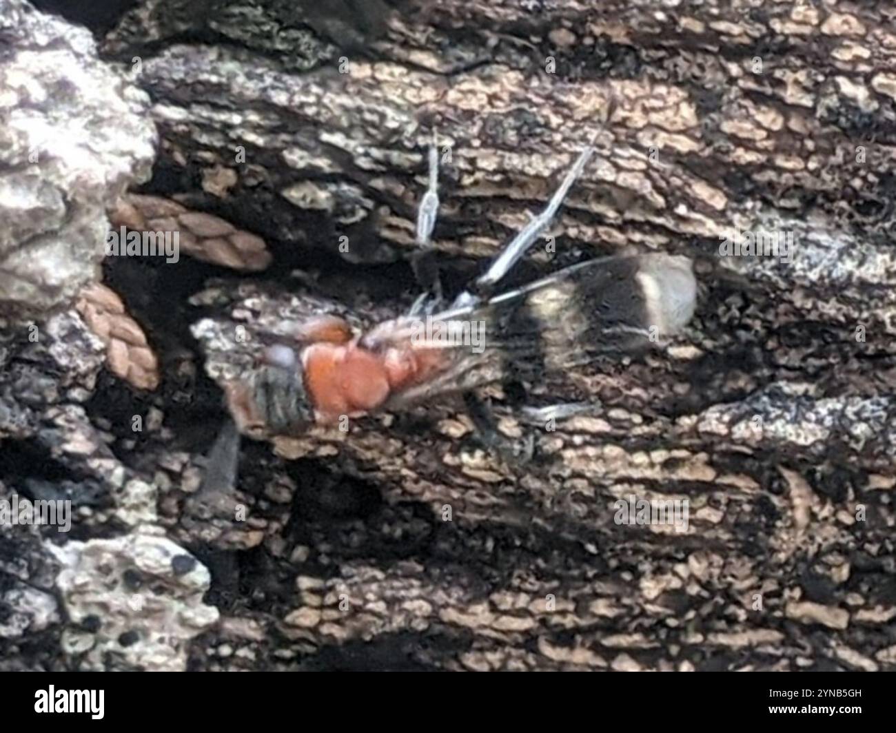 Spider Wasps (Pompilidae Stock Photo - Alamy