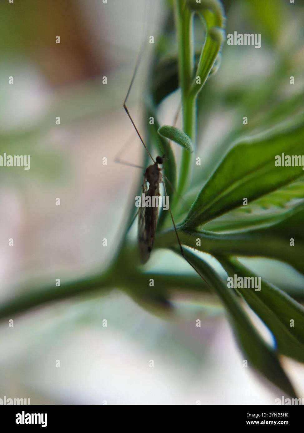 Typical Crane Flies (Tipuloidea Stock Photo - Alamy