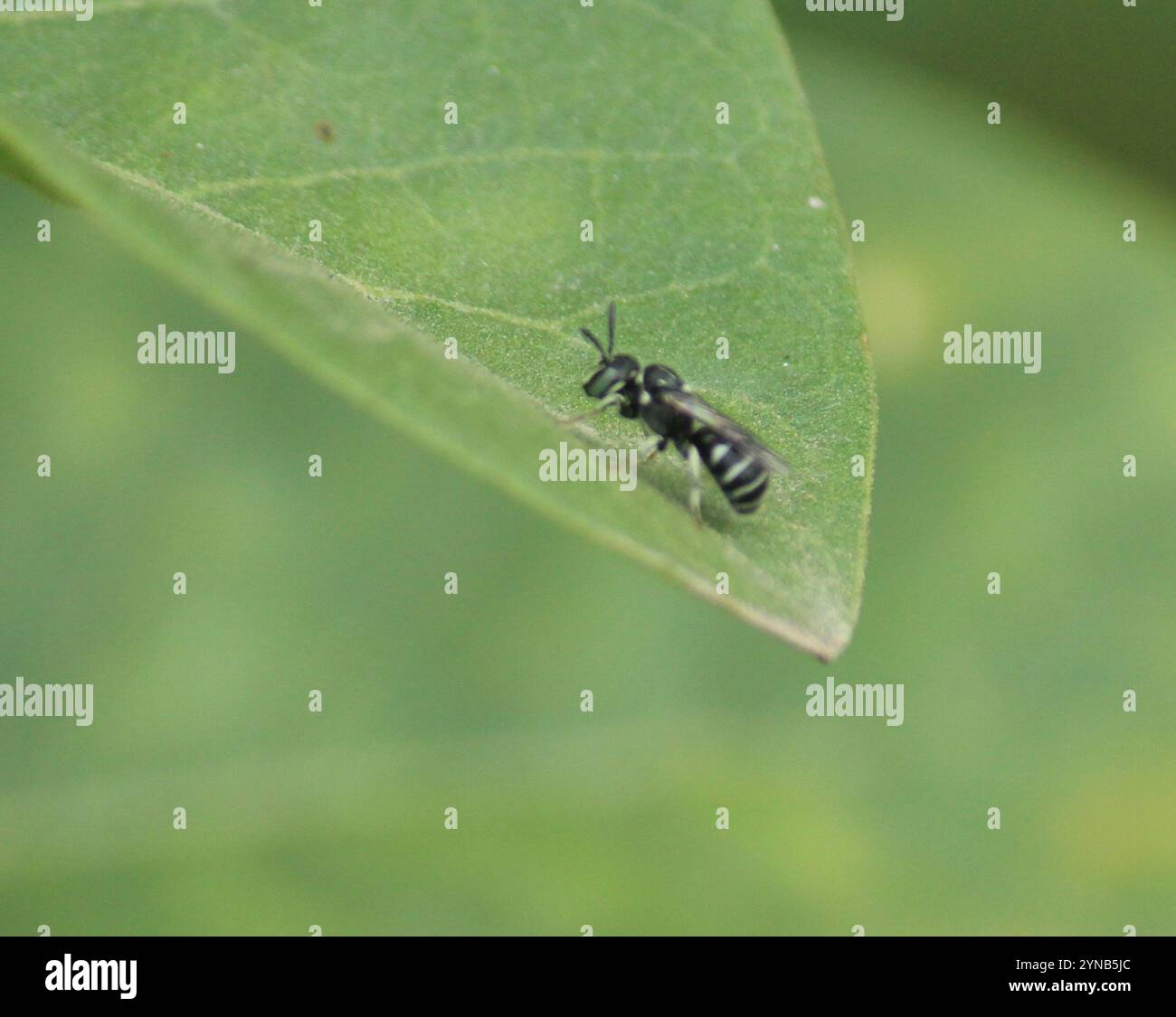 Striped Small Carpenter Bees (Ceratinidia Stock Photo - Alamy