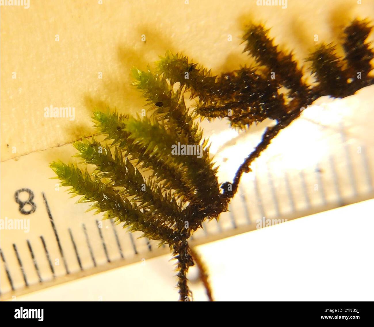 squirrel-tail moss (Leucodon sciuroides Stock Photo - Alamy