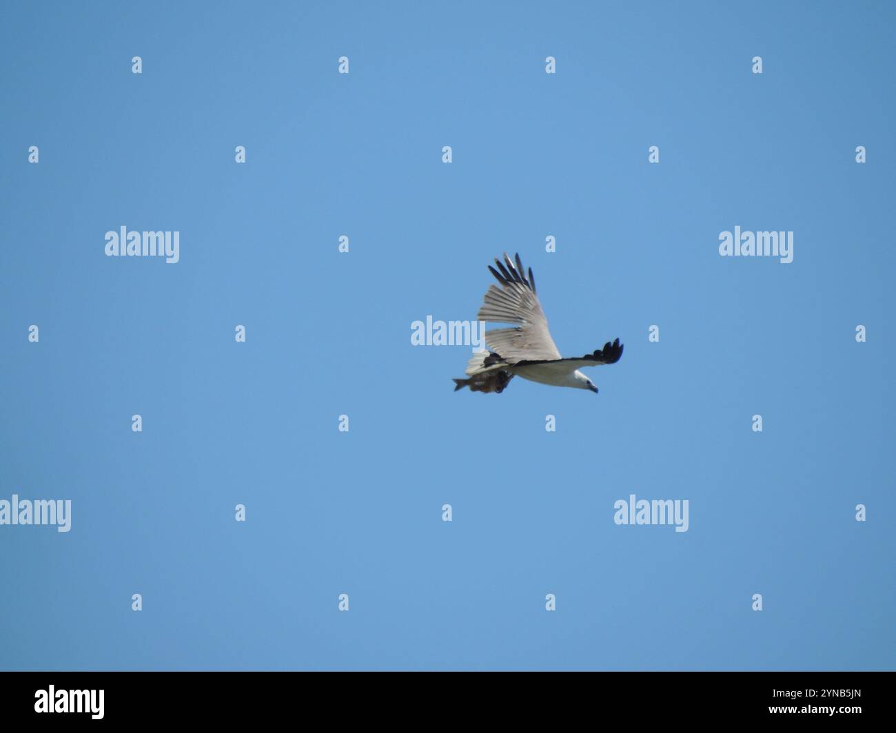 White-bellied Sea-Eagle (Icthyophaga leucogaster Stock Photo - Alamy