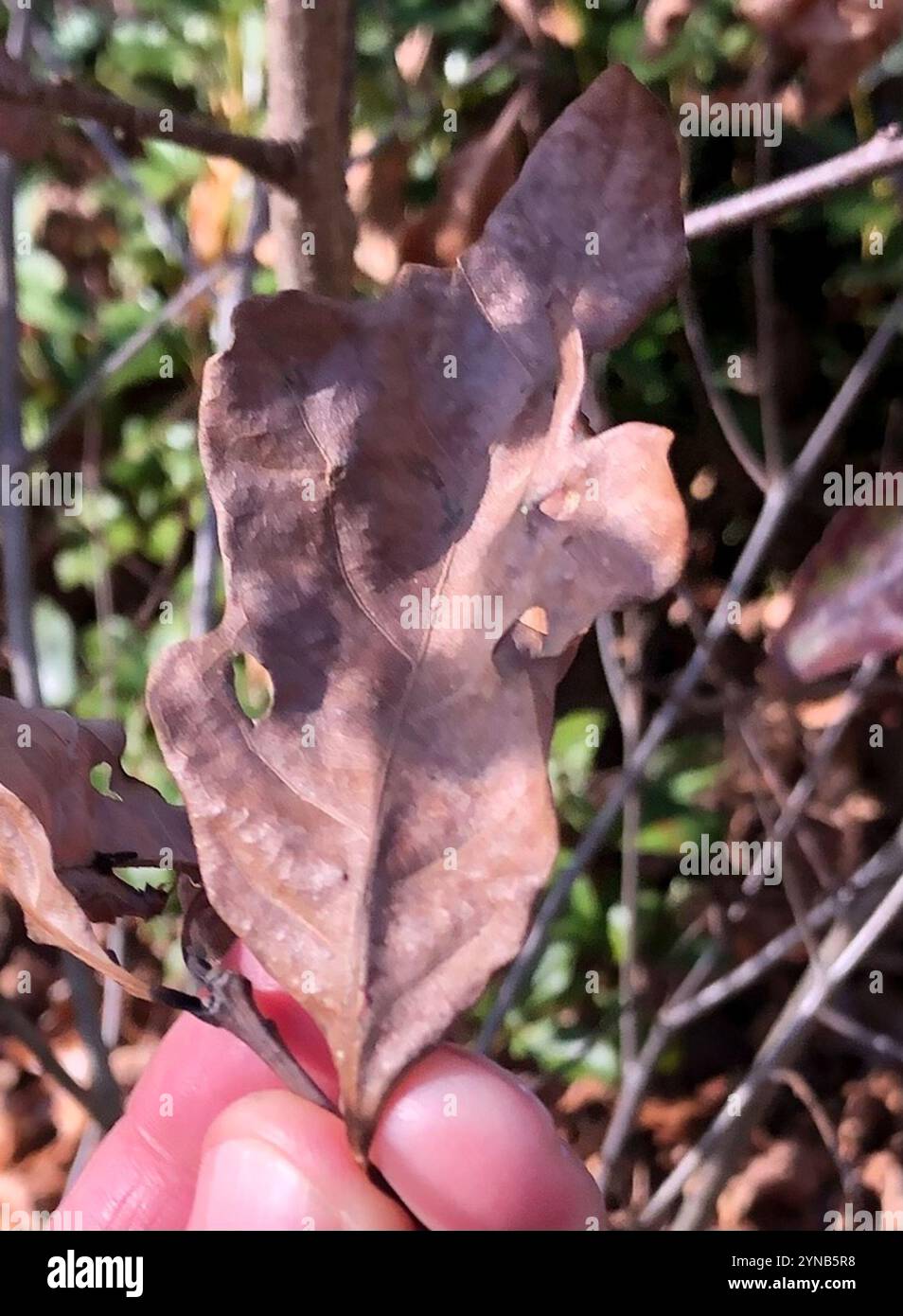 Globular root gall (Disholcaspis globosa Stock Photo - Alamy
