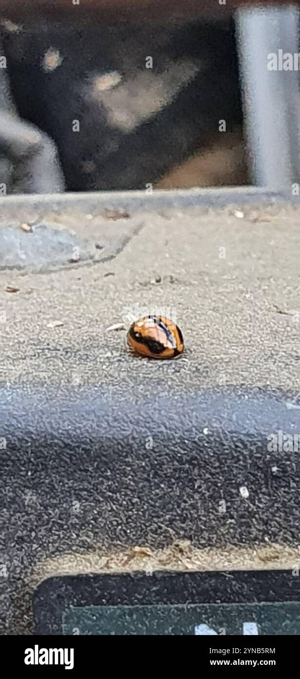 Striped Ladybird (Micraspis frenata Stock Photo - Alamy