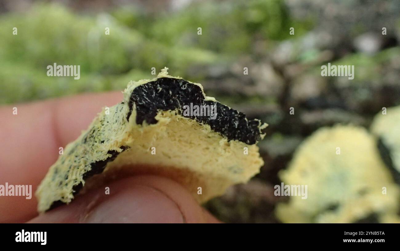 Dog Vomit Slime Mold (Fuligo septica Stock Photo - Alamy