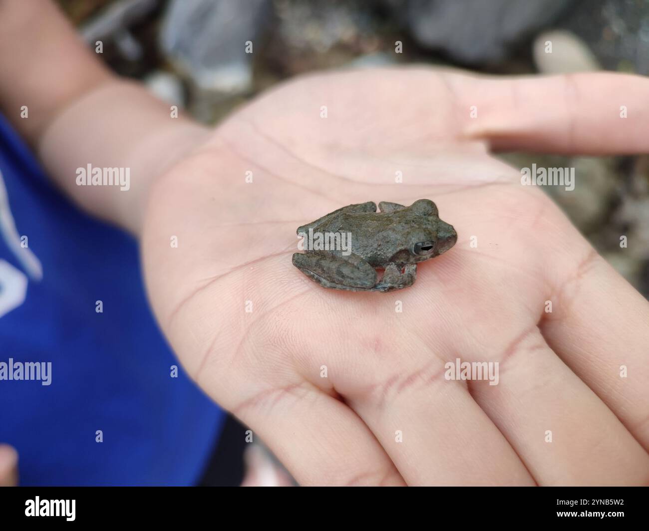 Ota's stream tree frog (Buergeria otai Stock Photo - Alamy