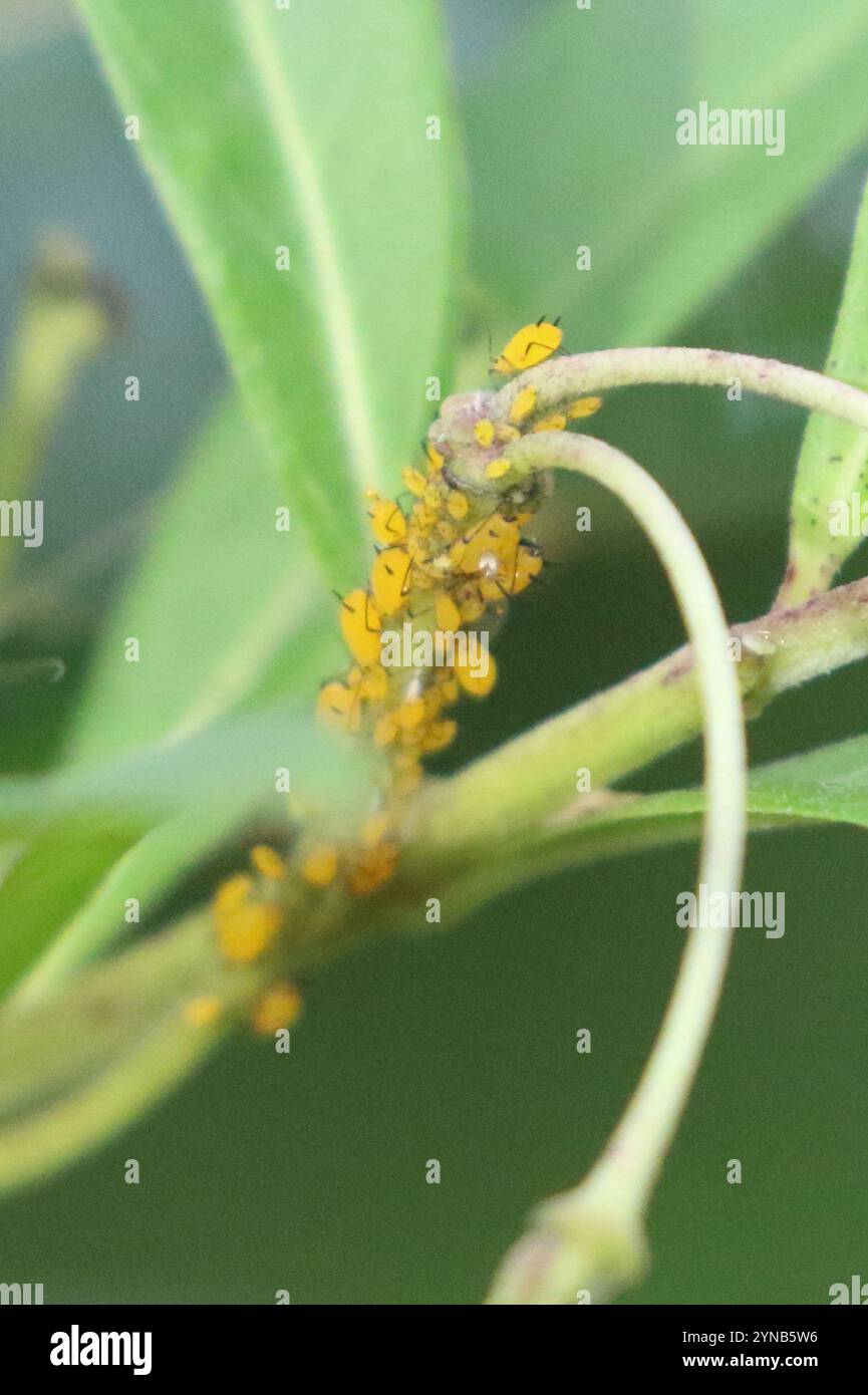 Oleander Aphid (Aphis nerii Stock Photo - Alamy