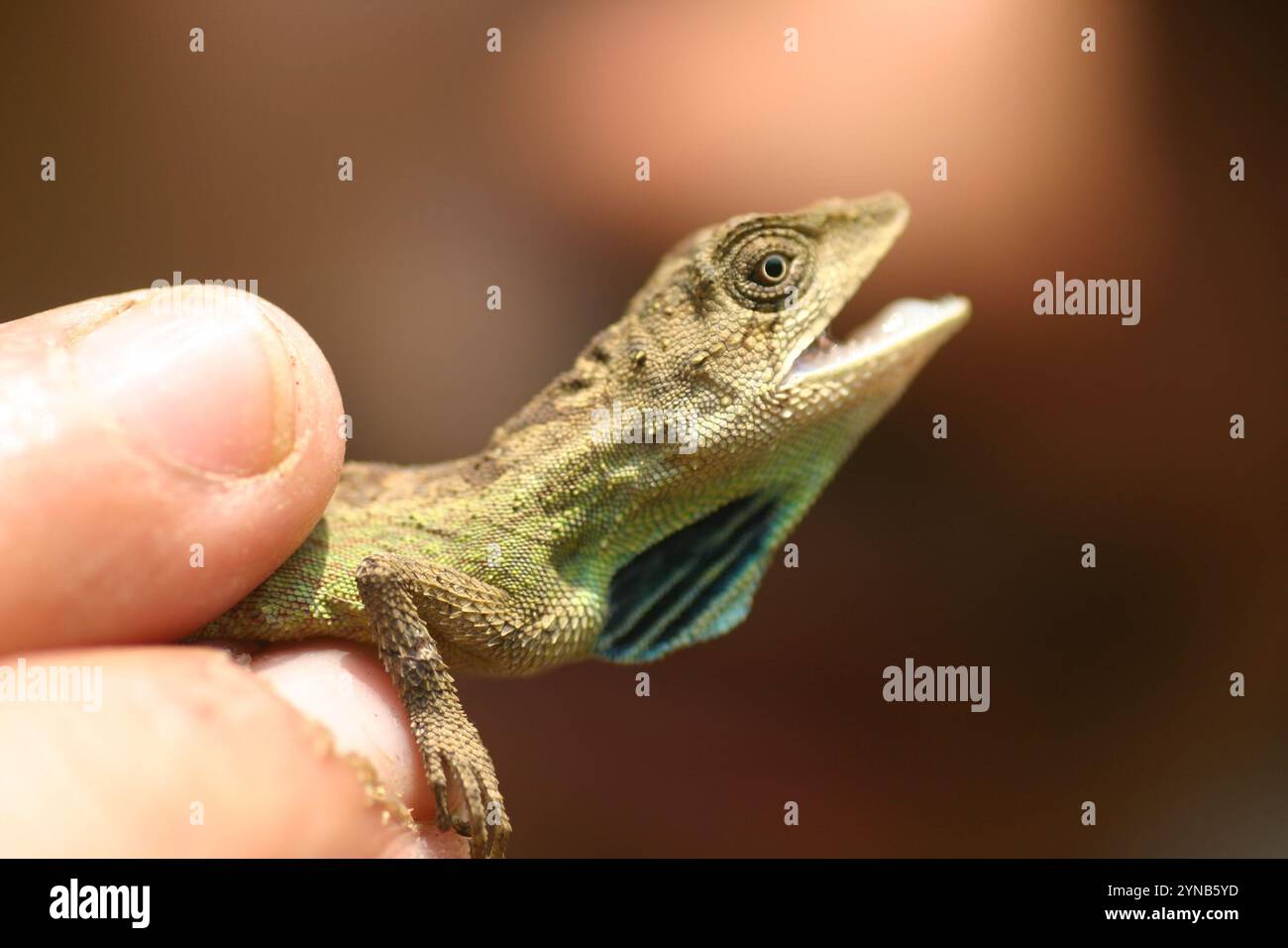 Green Fan-throated lizard (Ptyctolaemus gularis Stock Photo - Alamy