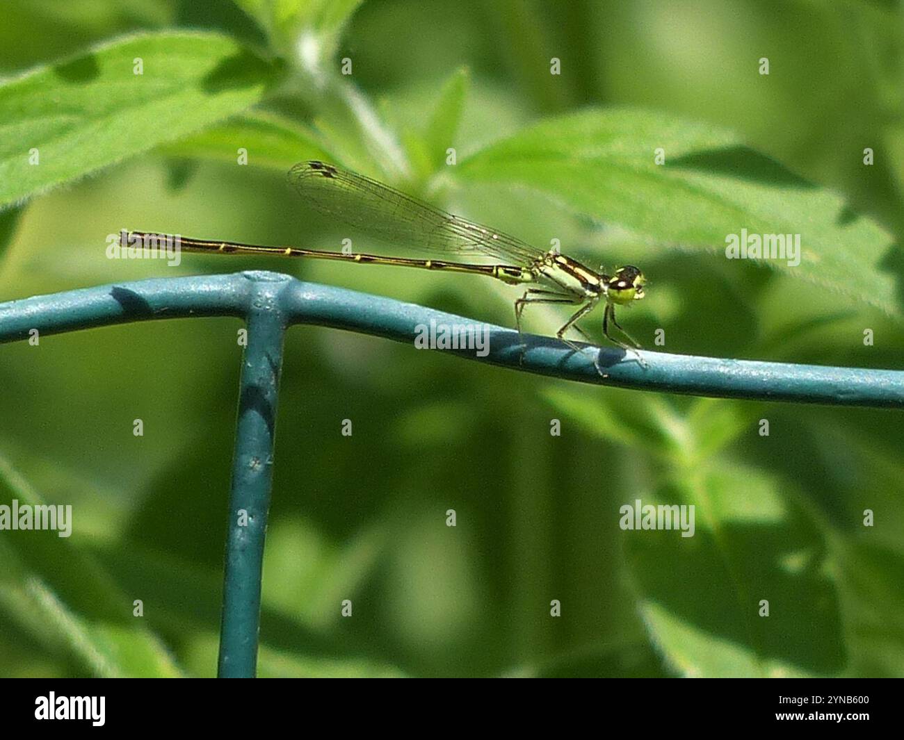 Fragile Forktail (Ischnura posita Stock Photo - Alamy