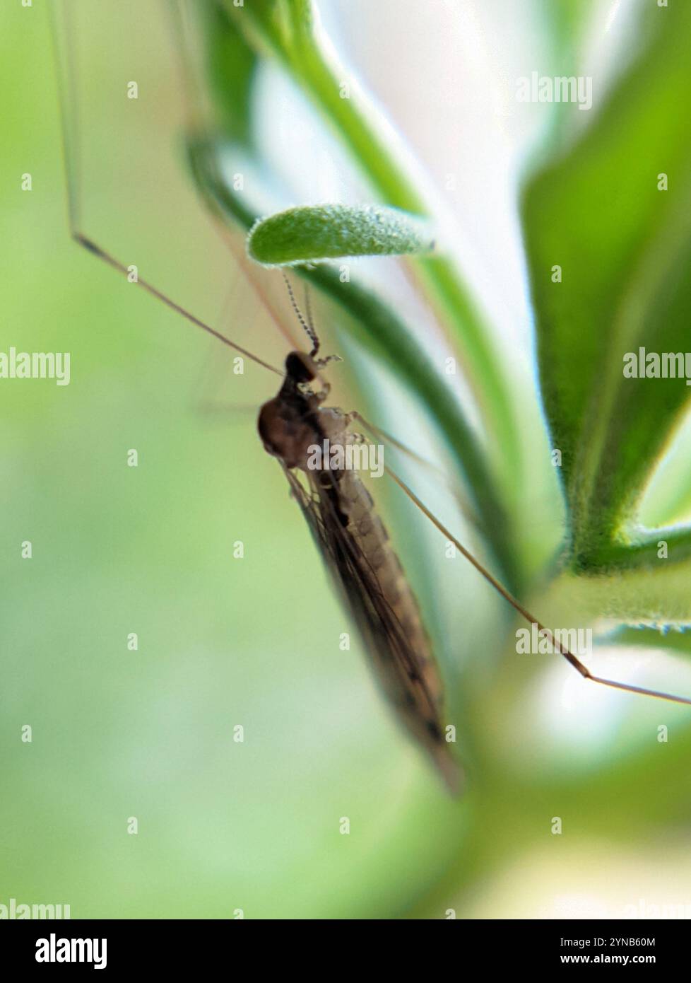 Typical Crane Flies (Tipuloidea Stock Photo - Alamy