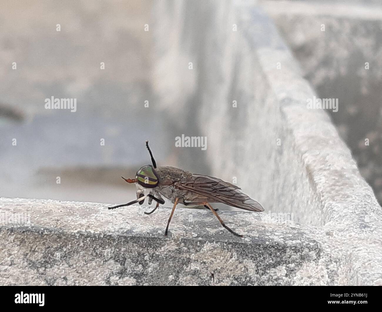 True Horse Flies (Tabanus Stock Photo - Alamy