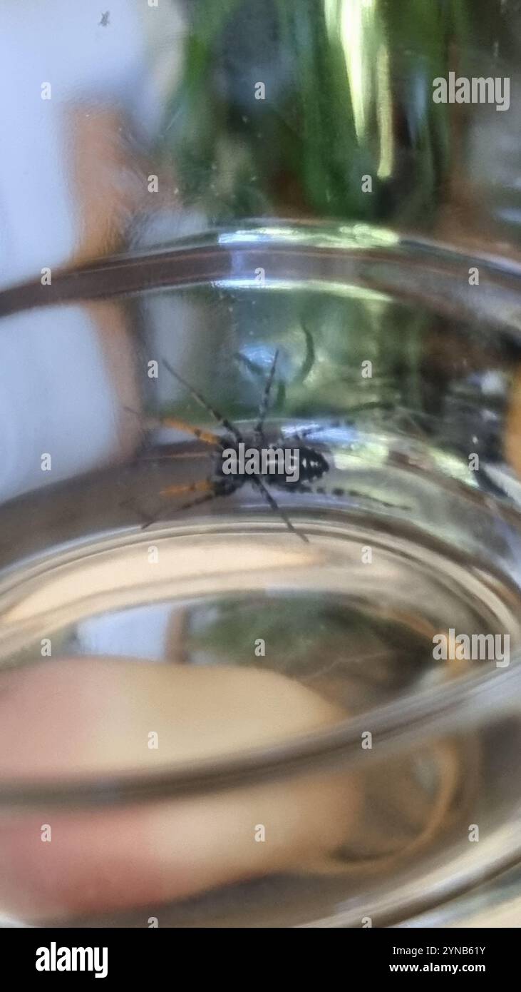 Spotted Ground Swift Spider (Nyssus coloripes Stock Photo - Alamy