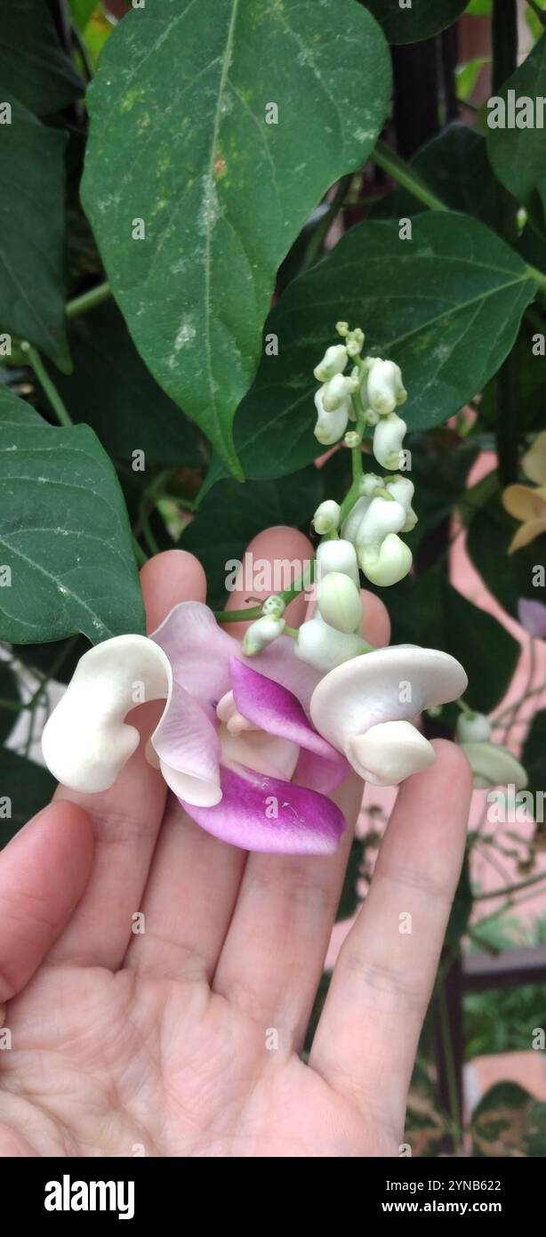 Snail vine (Cochliasanthus caracalla Stock Photo - Alamy