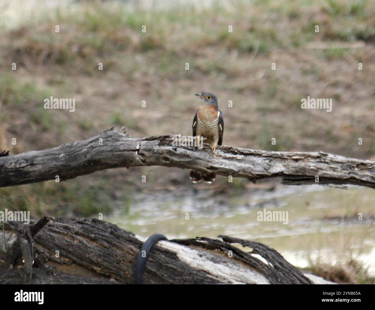 Red-chested Cuckoo (Cuculus solitarius Stock Photo - Alamy