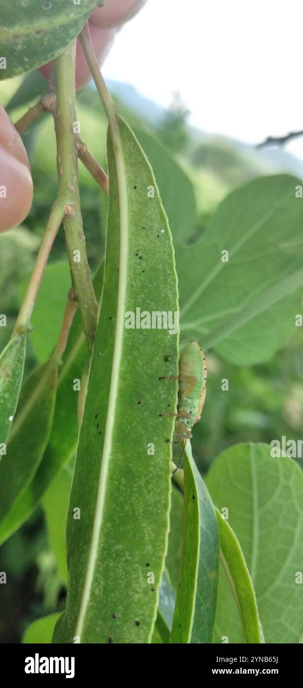 Sapium haematospermum hi-res stock photography and images - Alamy