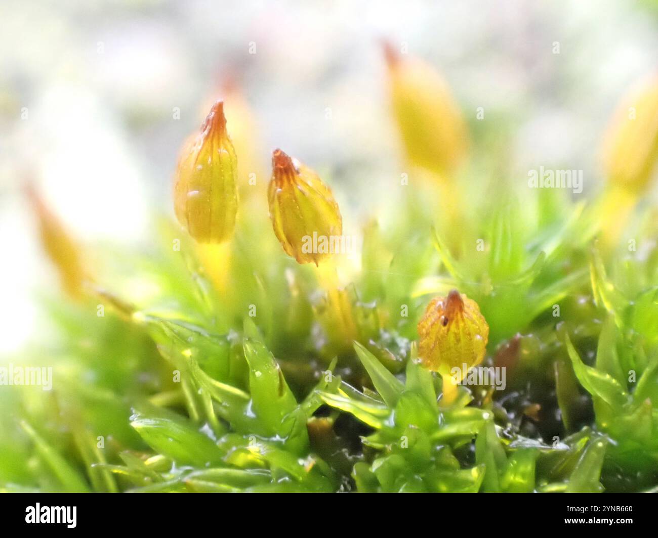 Anomalous bristle moss hi-res stock photography and images - Alamy
