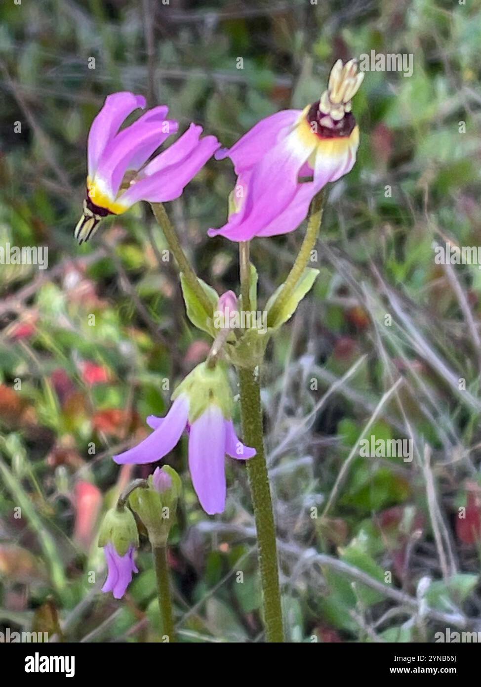 Padre's Shooting Star (Primula clevelandii Stock Photo - Alamy