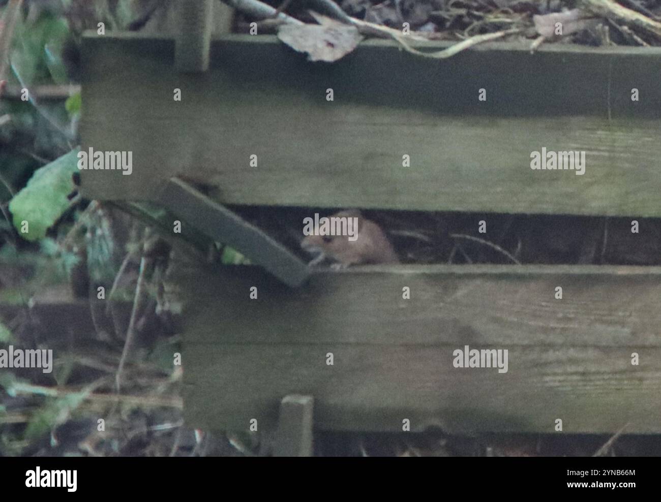 Typical old world mice hi-res stock photography and images - Alamy