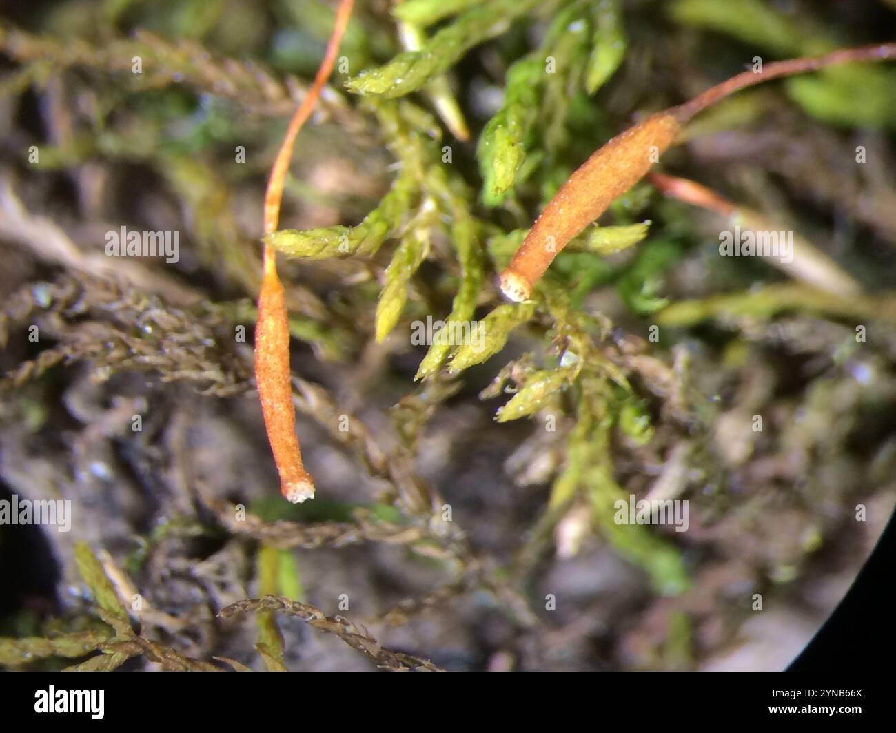 Many-fruited Leskea (Leskea polycarpa Stock Photo - Alamy